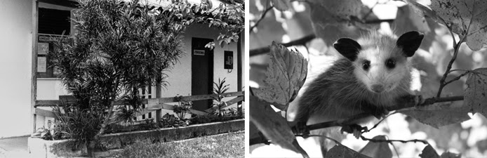 El Rabipelado Burlado: un lector inesperado | Ediciones Ekaré