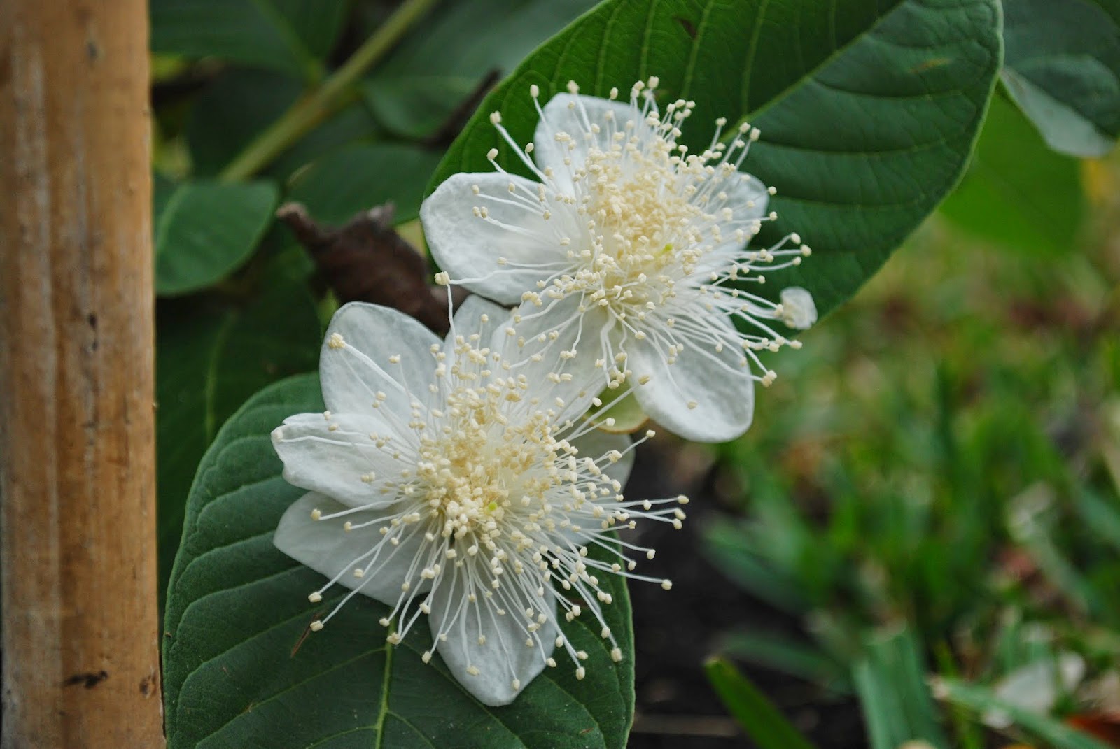 PHILIPPINE HERBAL PLANTS AND THEIR USES: BAYABAS