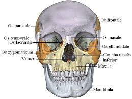 Kafatası Kemikleri ve Anatomisi