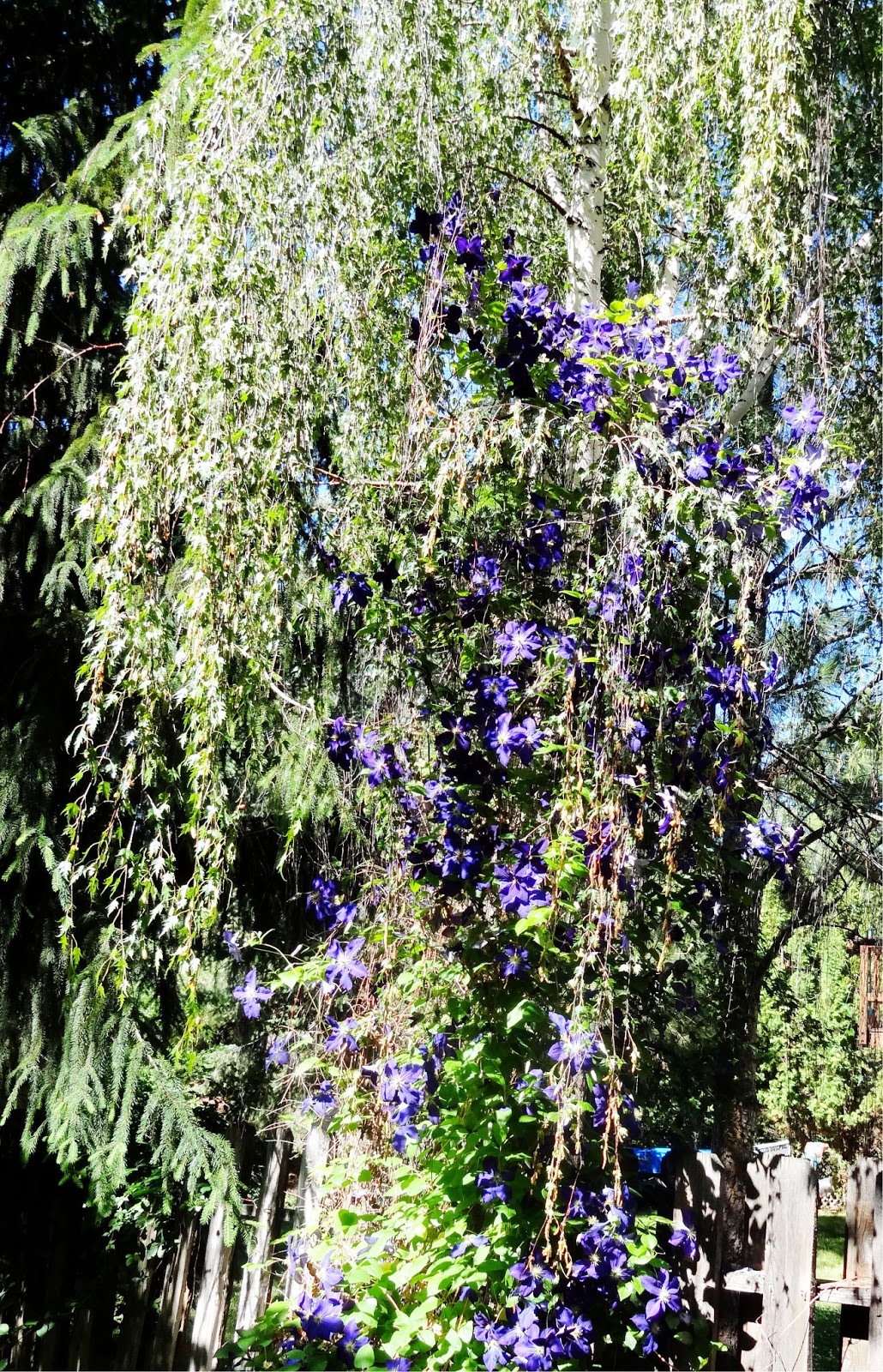 Boise Daily Photo Garden Shot: Birch Tree with Purple Flowers