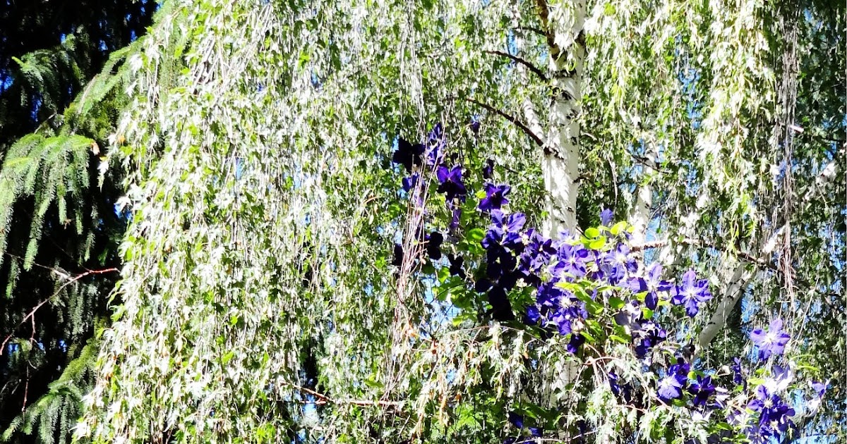 Boise Daily Photo Garden Shot: Birch Tree with Purple Flowers