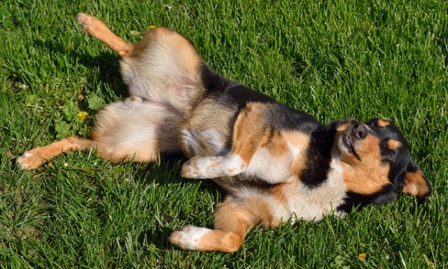 [IMPORTANTE!] Aprende que debes hacer en caso que tu perro esté ...