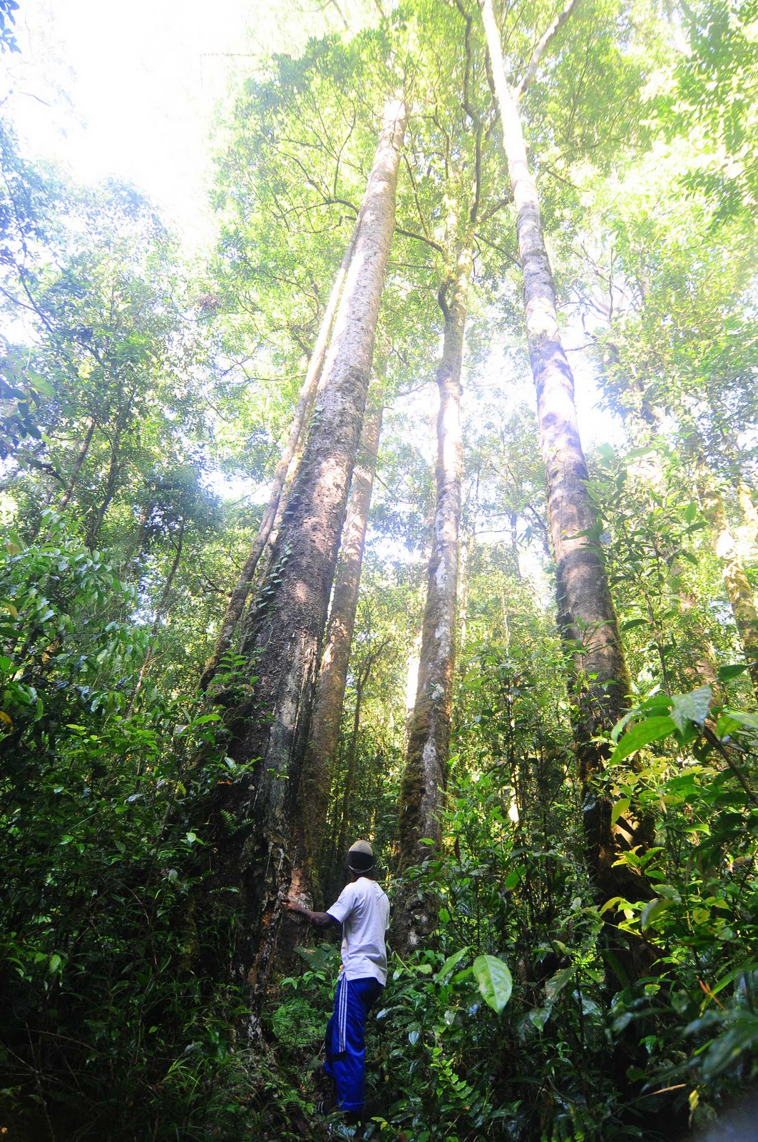 indonesian backpackers: Getah Damar Gantinya Parafin