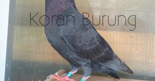 15 Cara Memilih Merpati Balap Sprint / Dasar Yang Bagus