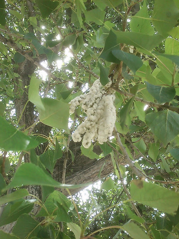 Badia Verde: Alamo negro, Chopo común, Chopo negro (Populus nigra L.)