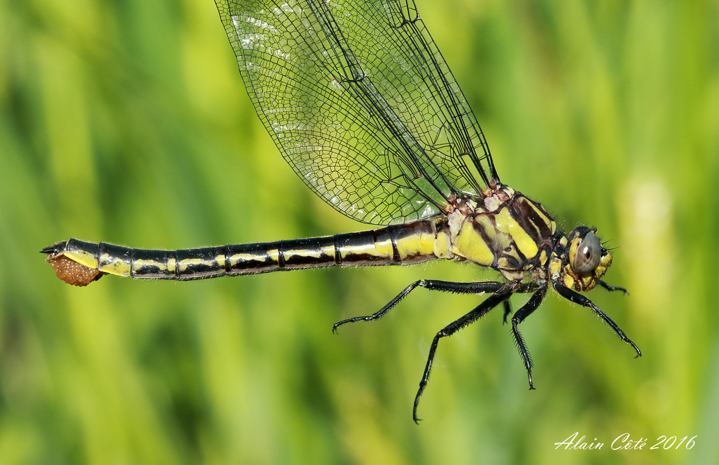 Libellules Québec - Quebec Dragonflies and Damselflies: 2016