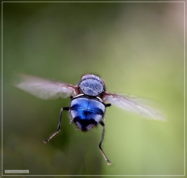 Só Animais: Por que esses insetos fazem aquele barulho insuportável?