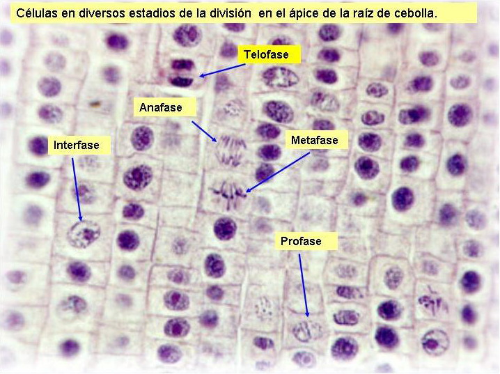 BIOLOGÍA Y PROYECTO INTEGRADO 4ºESO: MITOSIS Y MEIOSIS. LOS CICLOS ...