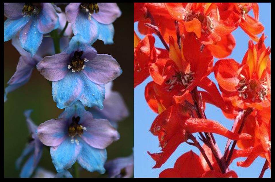 Build-A-Flower: Larkspur & Ink Bundle (5% discount)