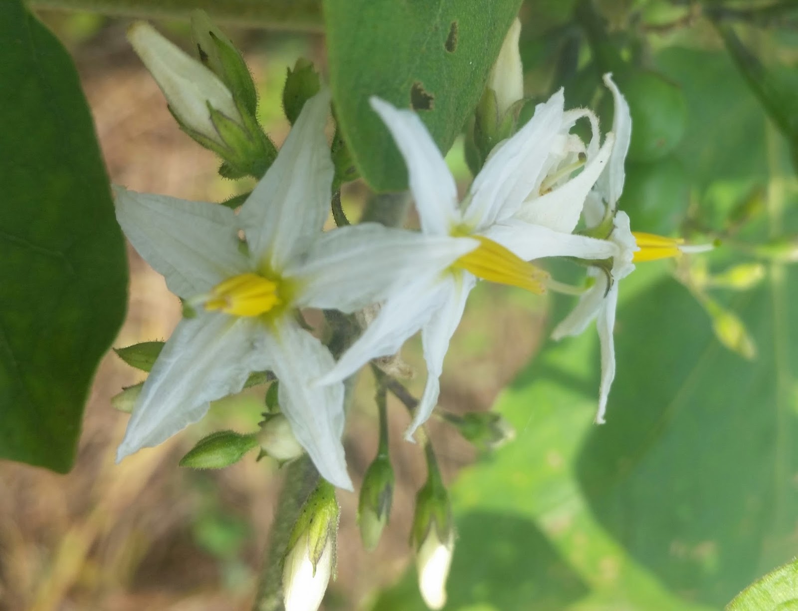 Warisan Petani: Pokok Terung Pipit.