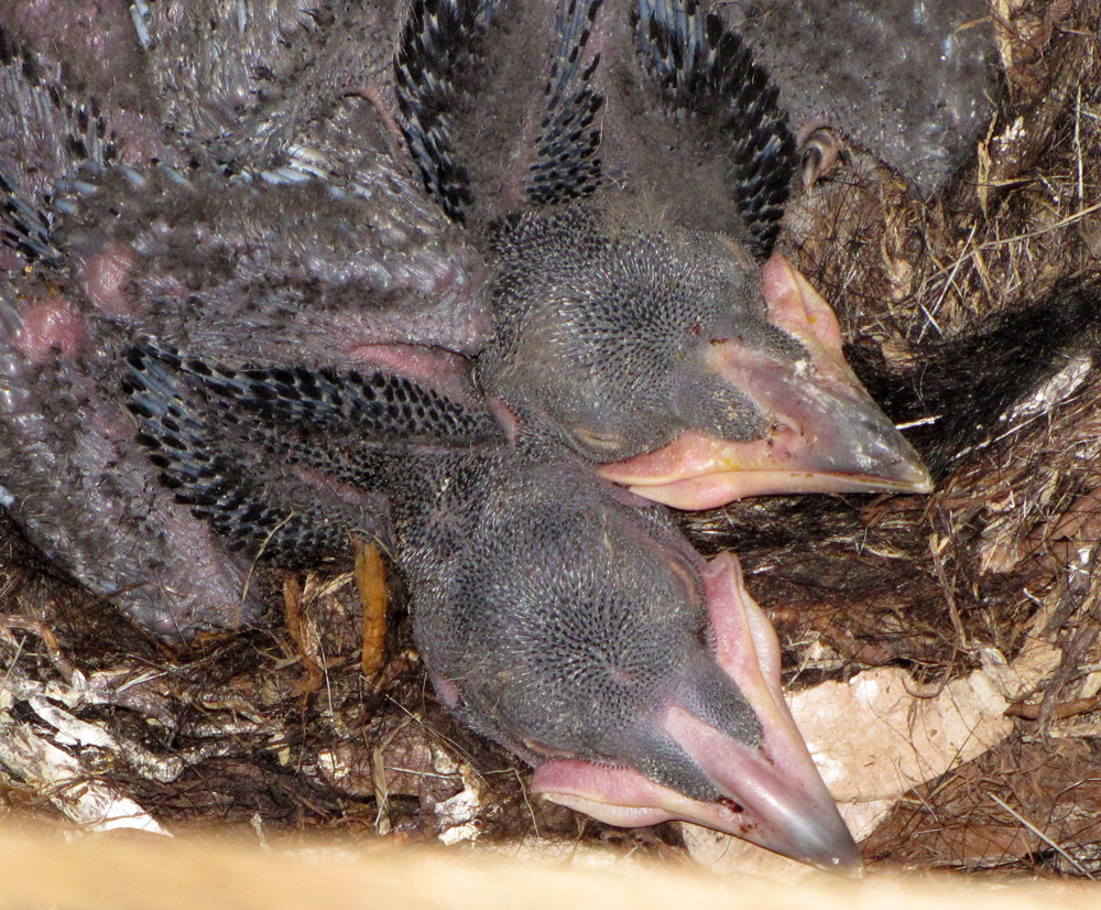 North Shore Nature: Common Raven nestlings