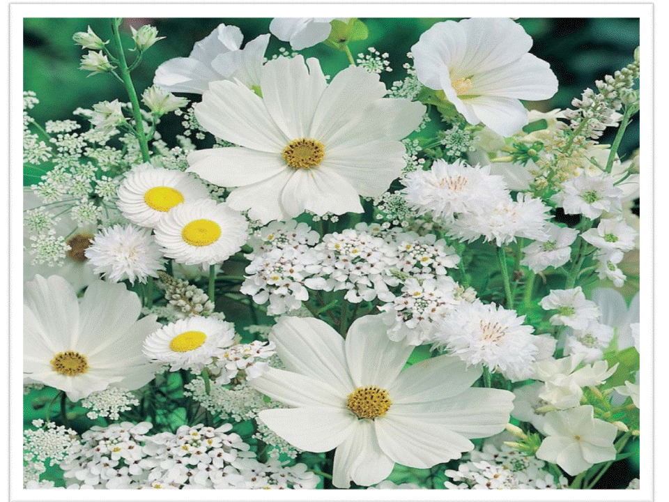 Celestial Healing: La pureza se expande y resurge la vida.