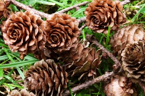 Wedding Flowers: Brown Roses Wallpapers 2012