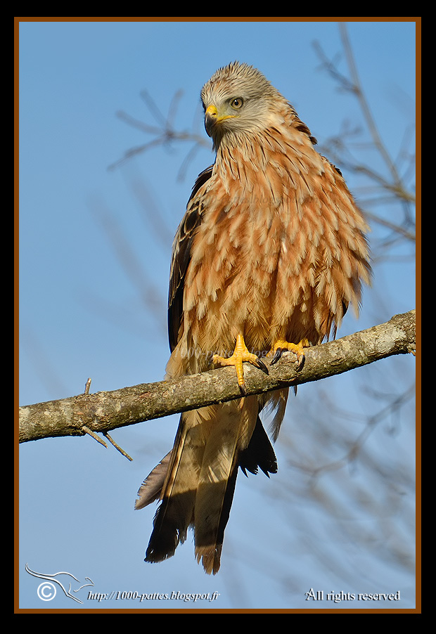 WILDLIFE GATEWAY: Milan royal