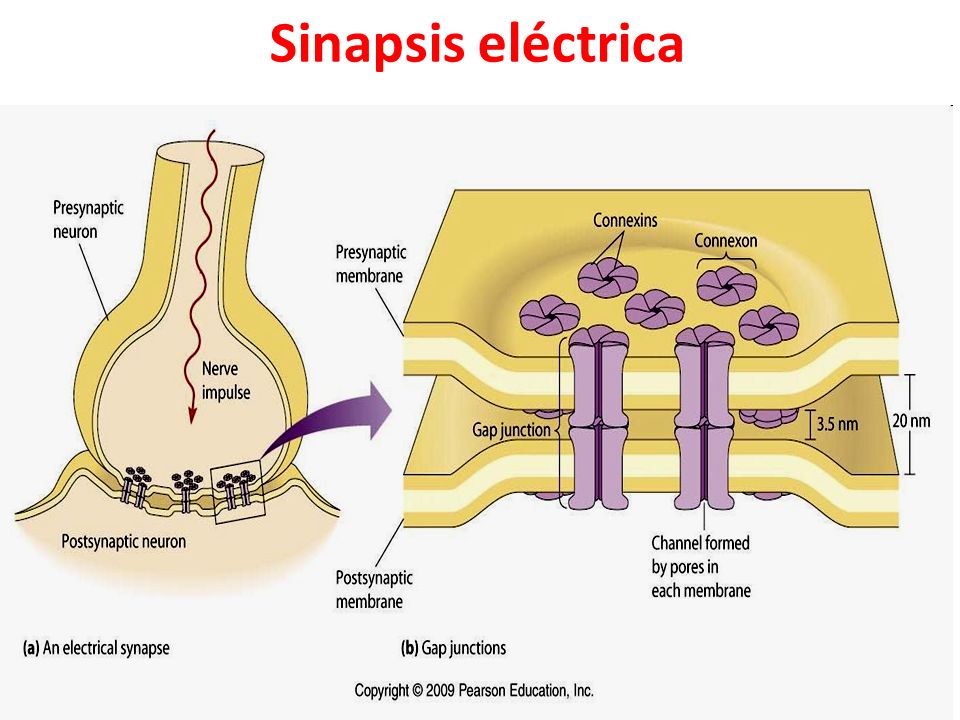 Sinapsis