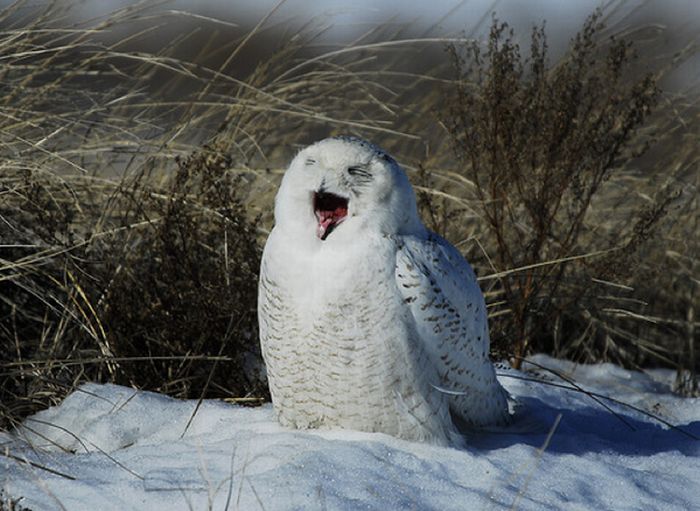 Laughing Owls [31 Pics] | ALL PHOTOZ