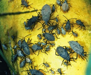 Xtremehorticulture of the Desert: Deformed Lilac Leaves Maybe a Sign of ...