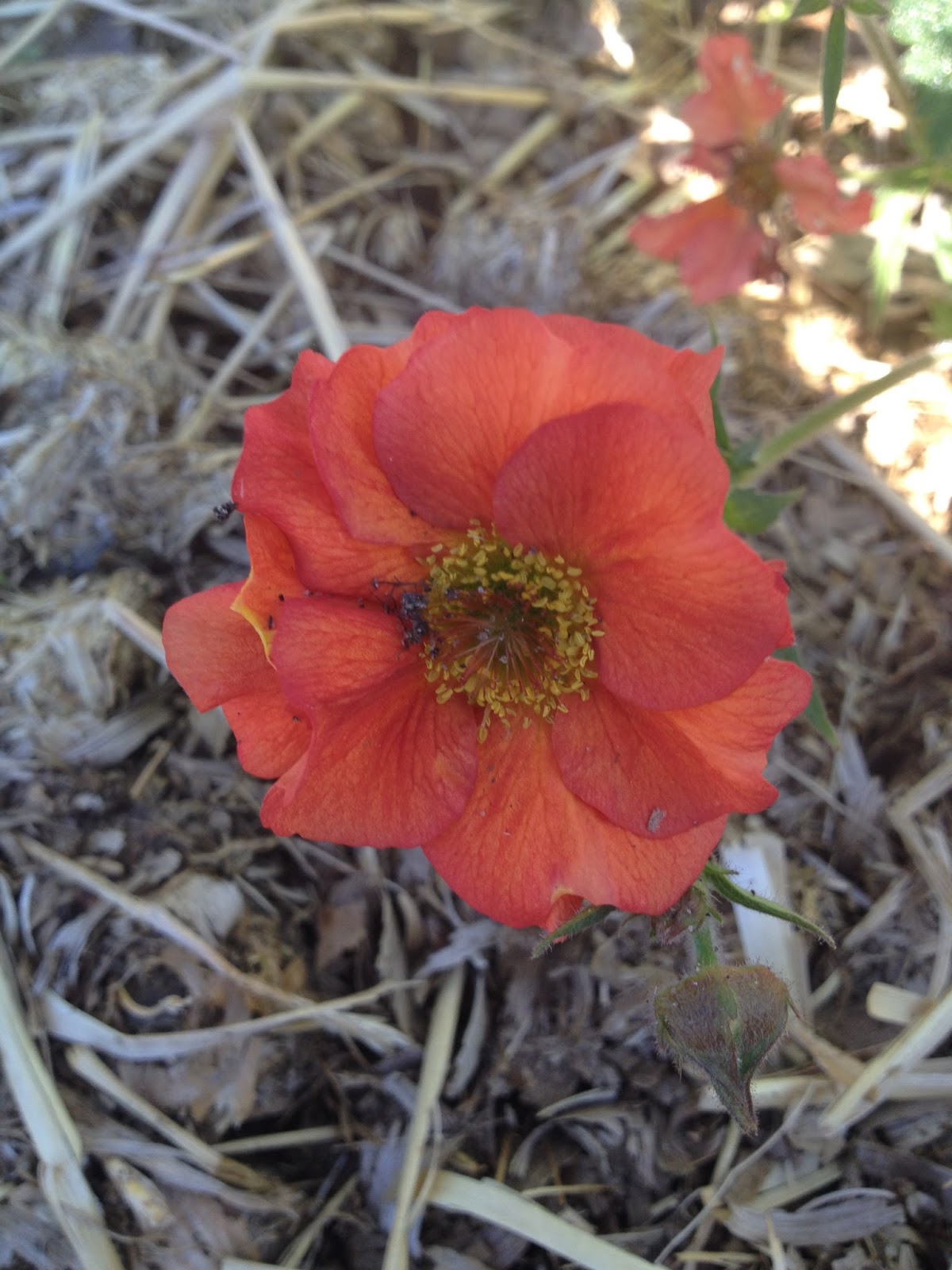 Blomstertøsens Have: Geum