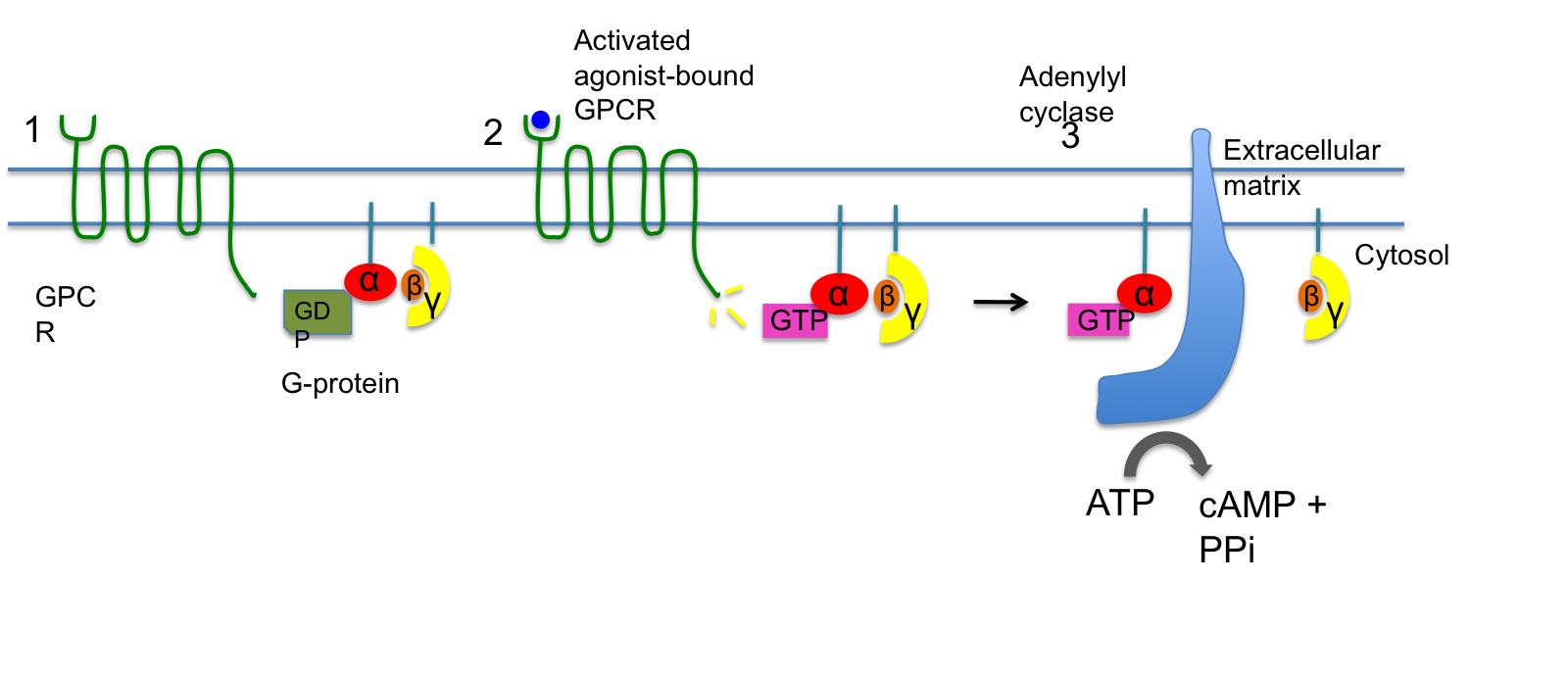 Crystal Structure of the Beta-2 Adrenergic Receptor-Gs Protein Complex