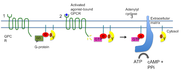Crystal Structure of the Beta-2 Adrenergic Receptor-Gs Protein Complex