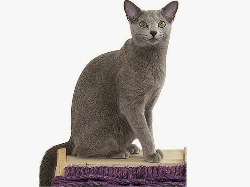 10 Jenis Baka Kucing Paling Popular Di Dunia