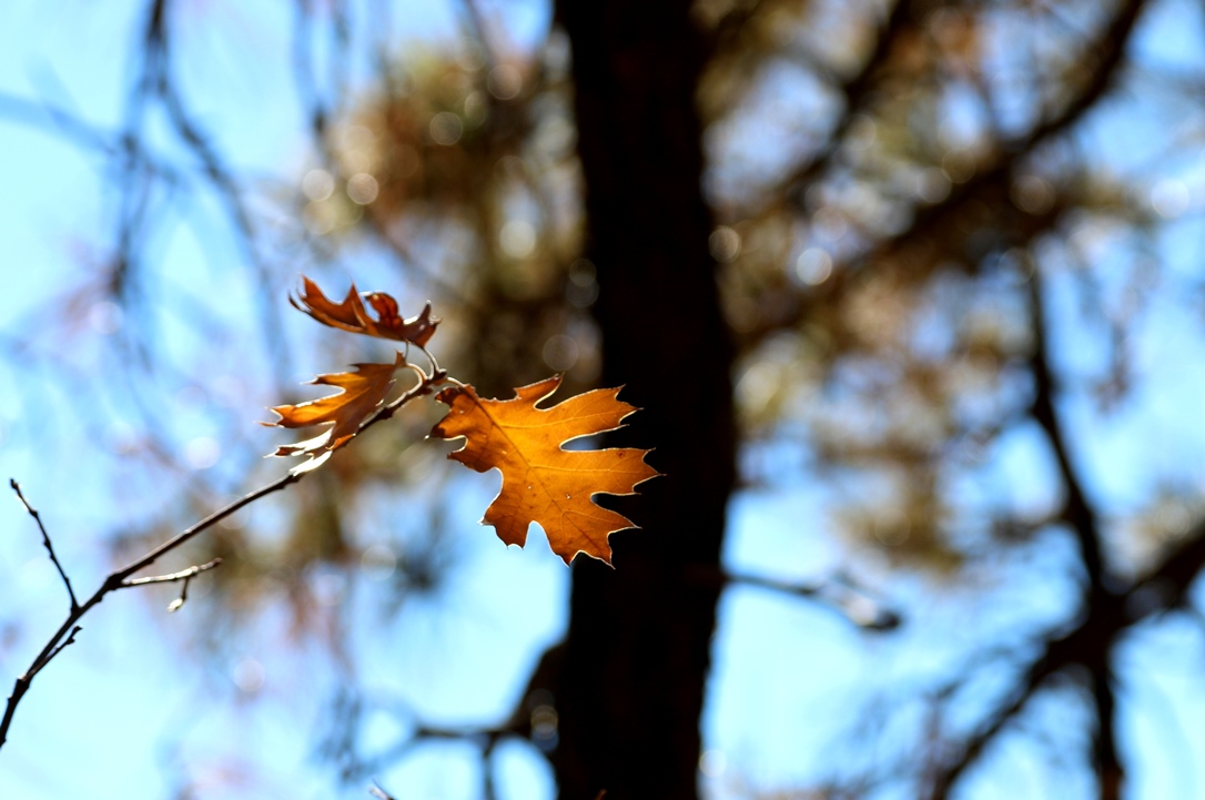 A photo, A thought............: Season: Autumn in black oak.....
