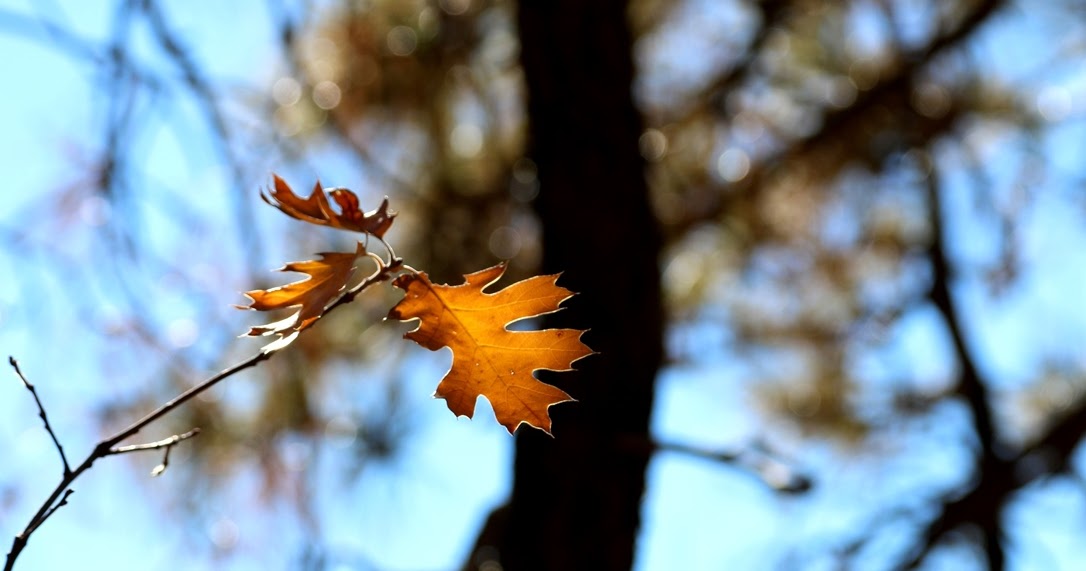 A photo, A thought............: Season: Autumn in black oak.....