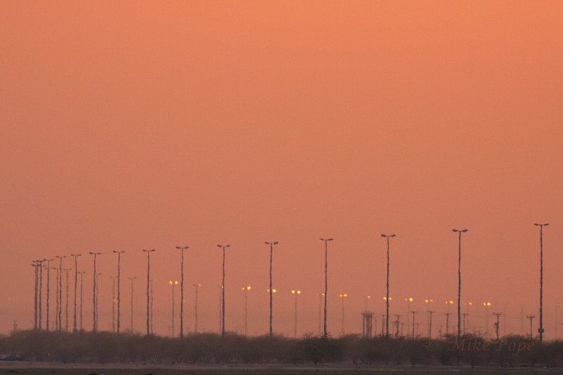 Kuwait Birding: The Western Desert Calls