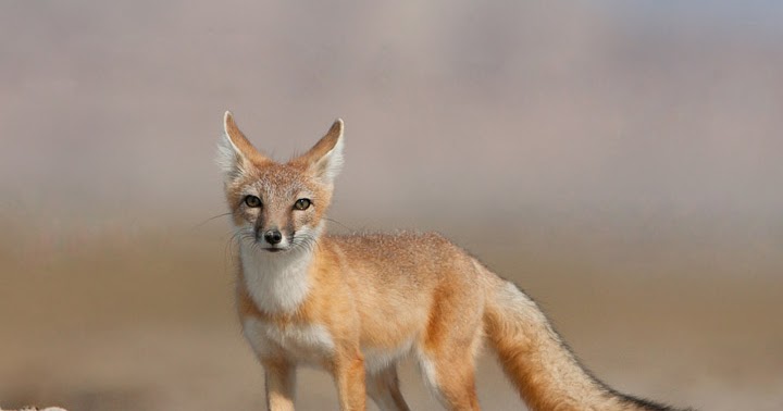 Vulpes. The Evolution of Foxes: Vulpes velox the Swift Fox
