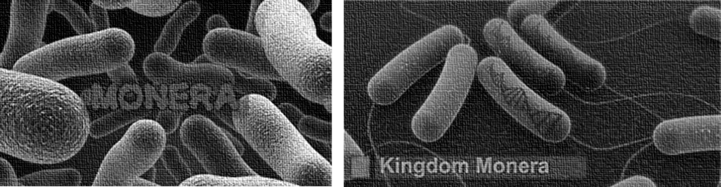 Pendidikan Dan Pembelajaran: Pengertian Mitokondria, Mollusca, Monera ...