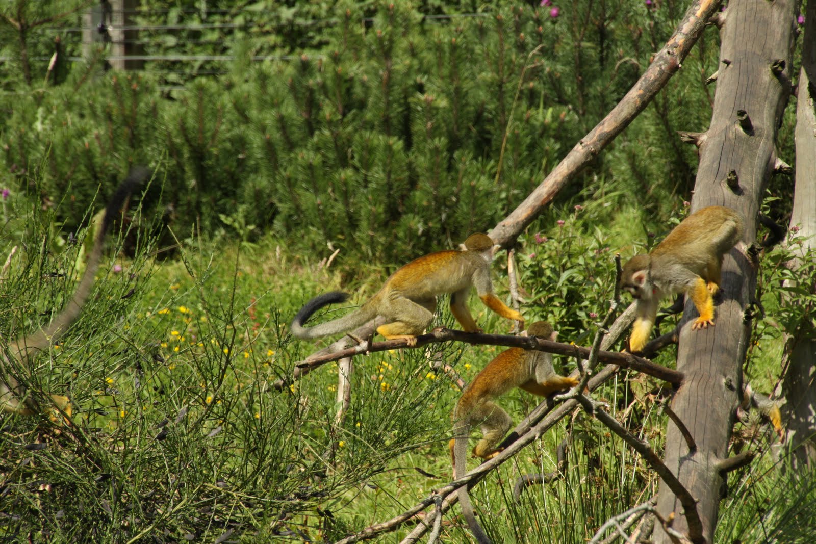 Peach and Thistle: National Museum of Scotland and Edinburgh Zoo