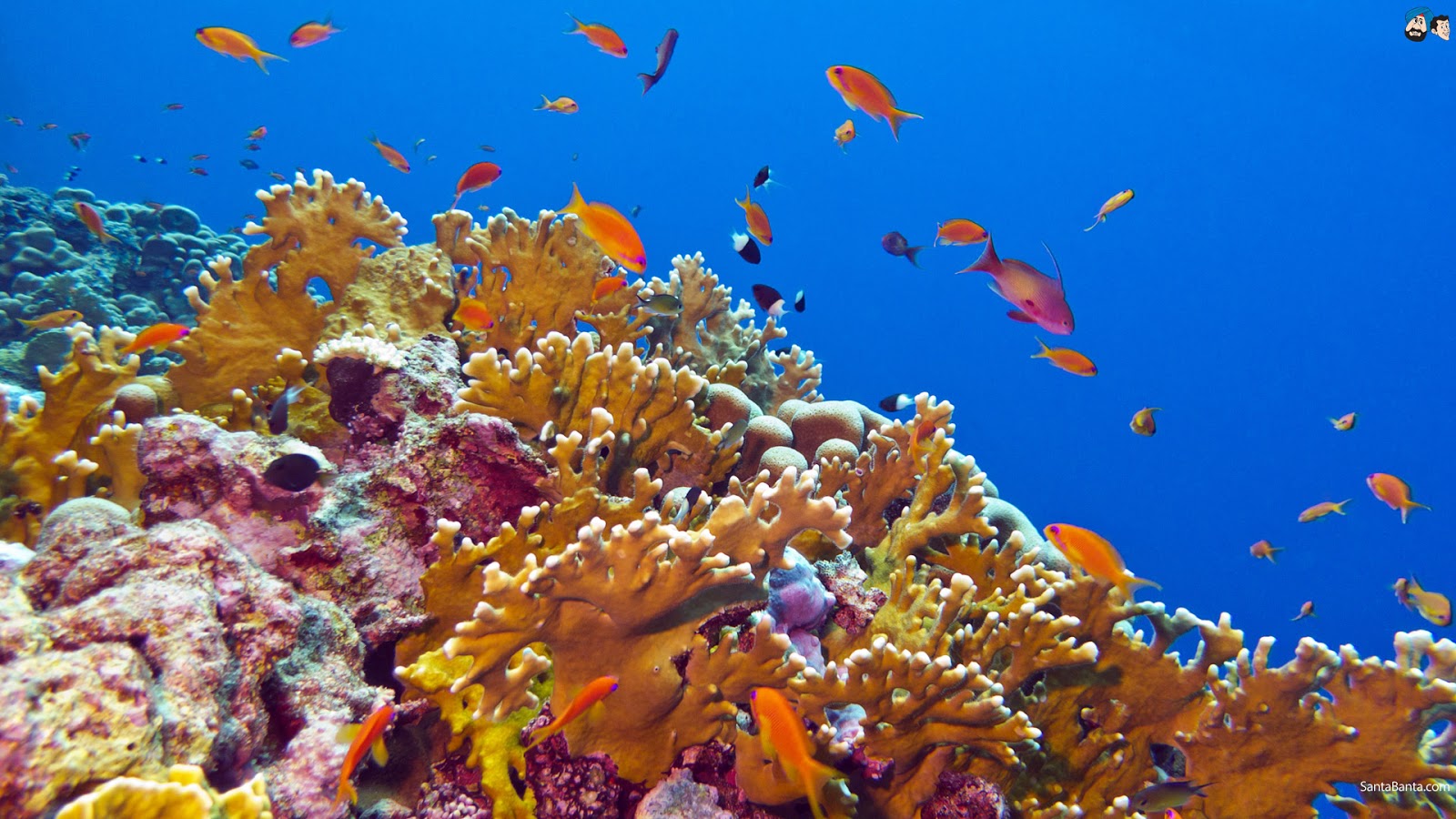 Aquatic HD Wallpapers | Most beautiful places in the world | Download ...