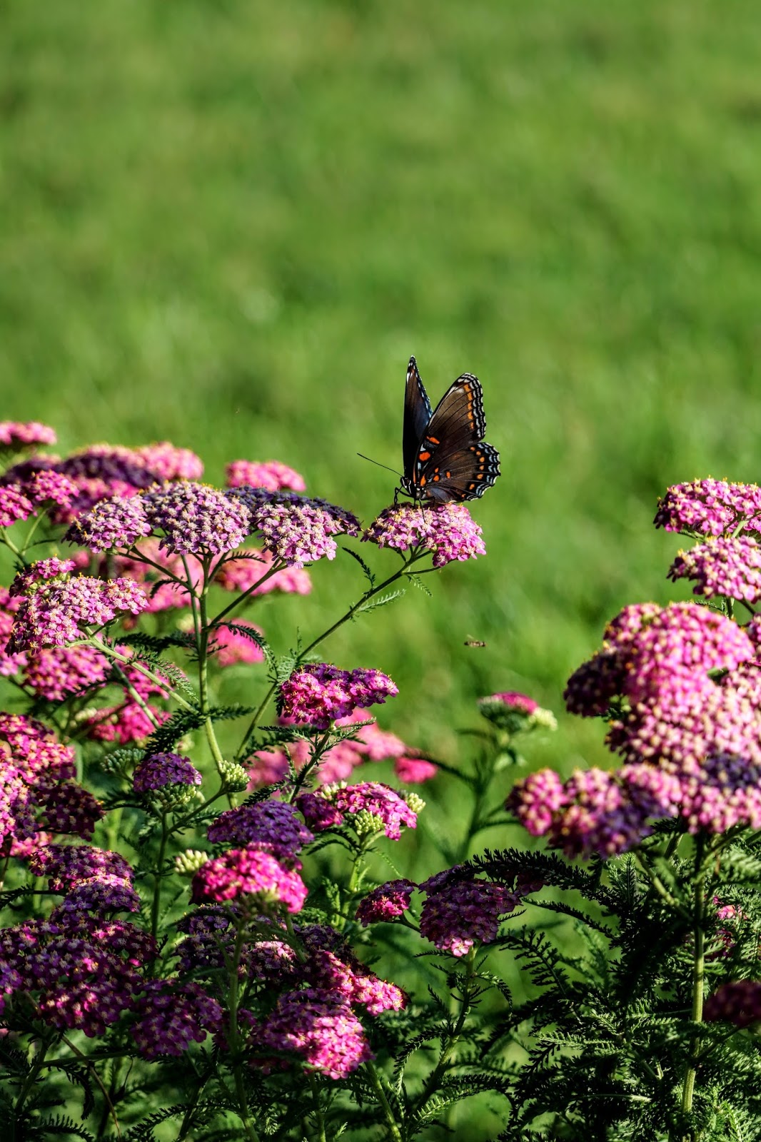 Red-spotted purple (limenitis arthemis astyanax) - Butterfly 2