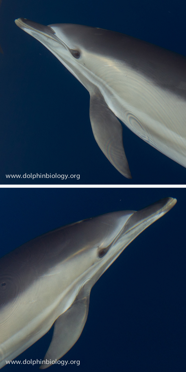 Dolphin Biology and Conservation: Left eye, right eye