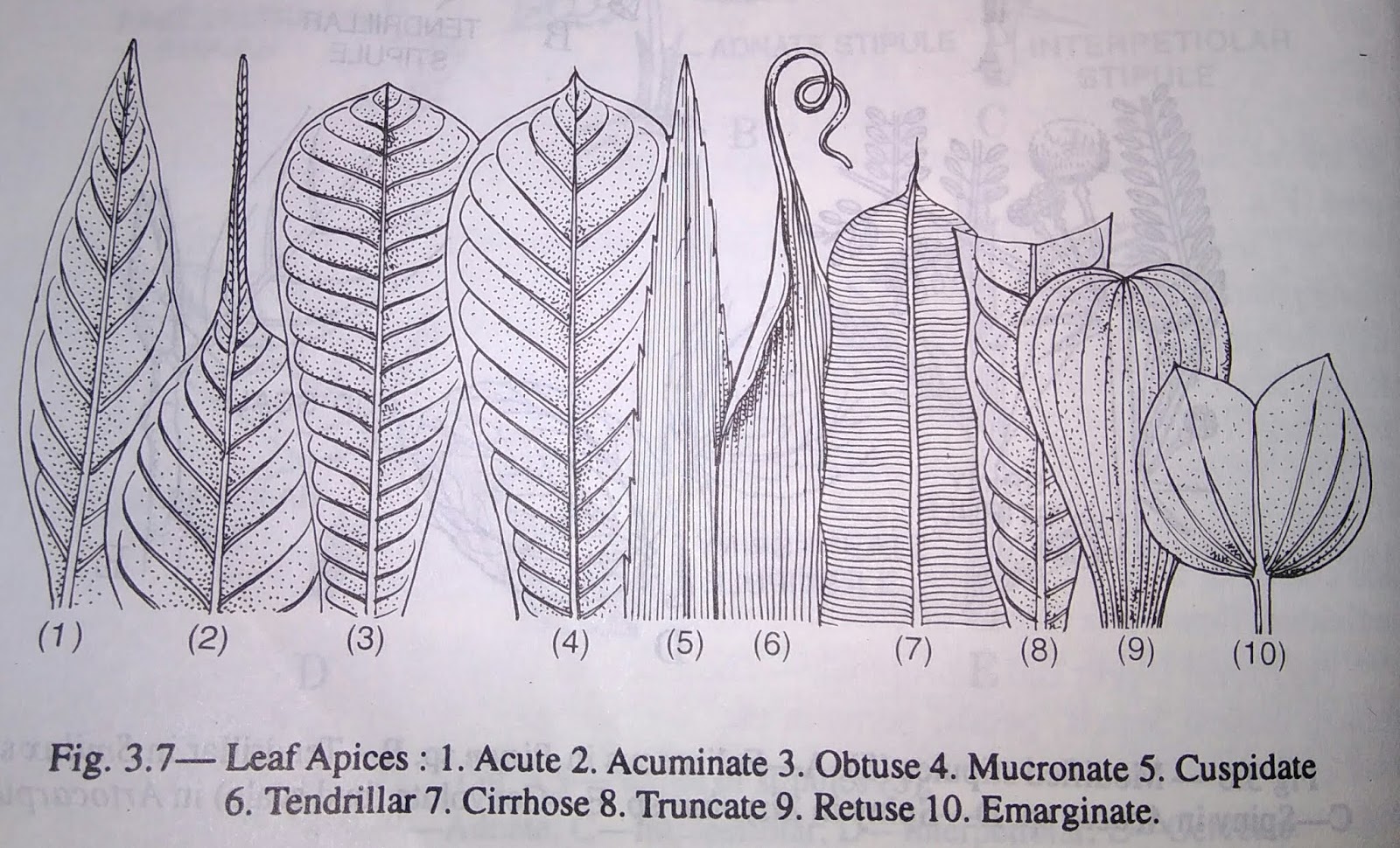 Leaf:stipule, STIPEL and structure of various leaf apices-digieduco