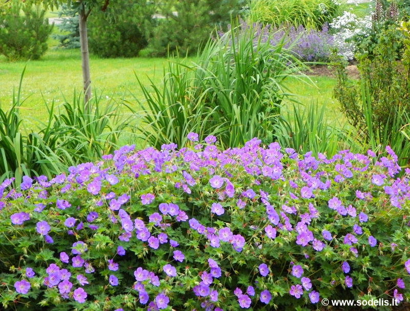 sodelis.lt: Patikimieji: snapučiai 'Rozanne' ir 'Max Frei'