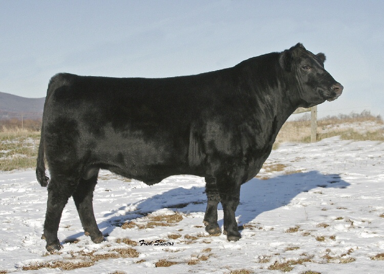 A.I. Sires: CONNEALY THUNDER