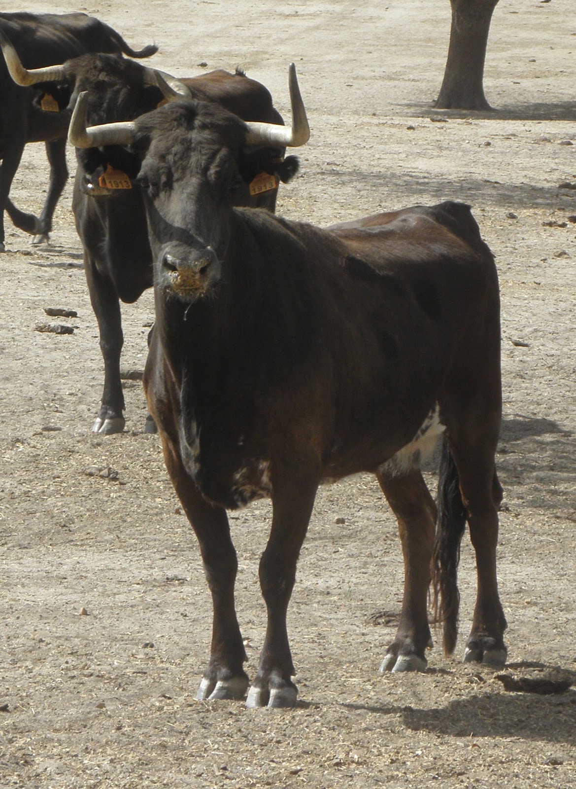 ASOCIACIÓN CULTURAL- TAURINA "PEÑA LA VACA" - GÉNAVE: VACAS DE LOS ...