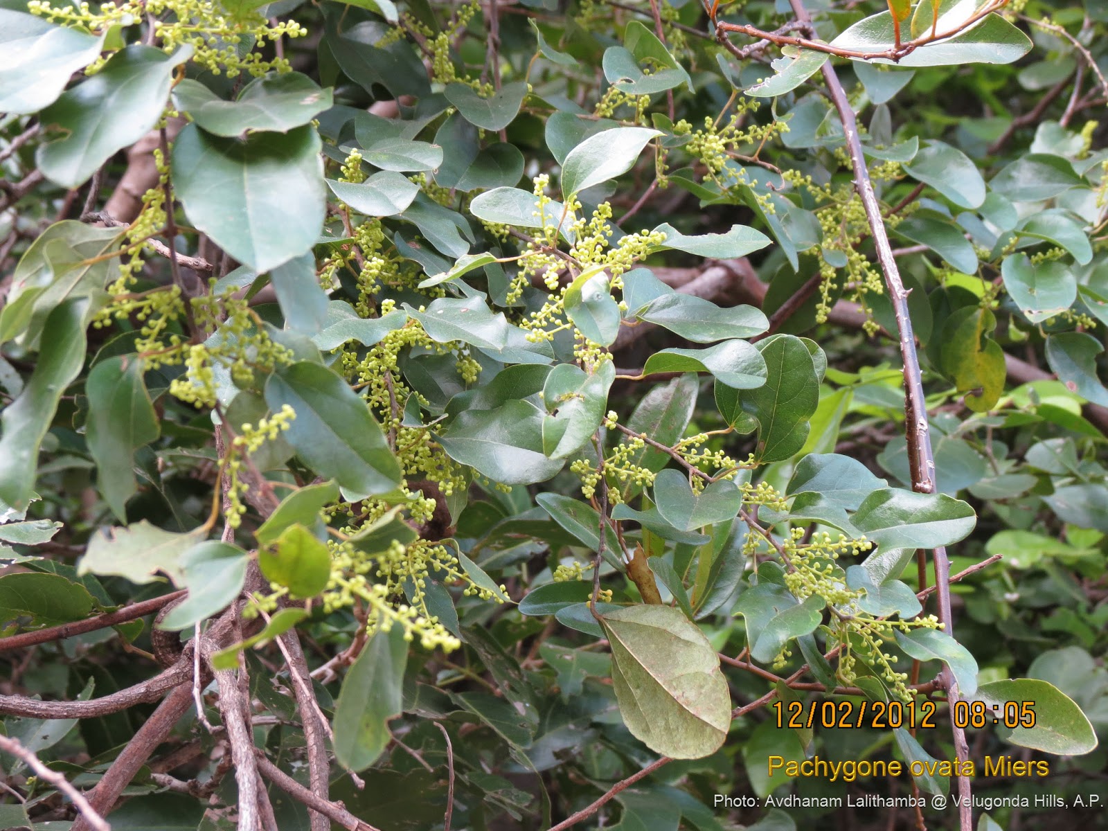 Medicinal Plants: Myristica fragrans, Nutmeg, Jatiphal, Jajikaya ...
