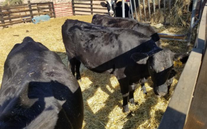 The Scratching Post: If America Was Built On Slavery