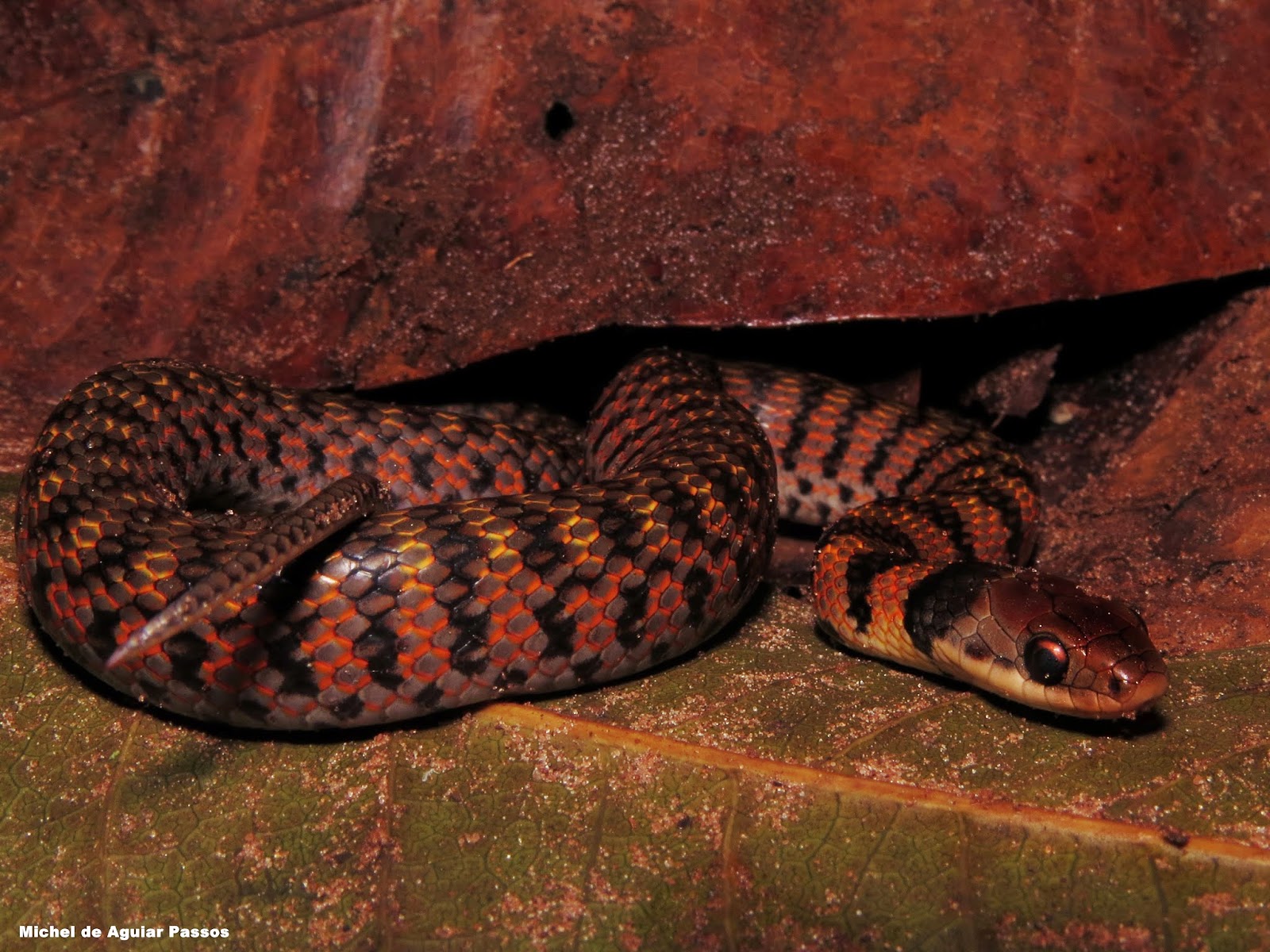 Liophis Poecilogyrus