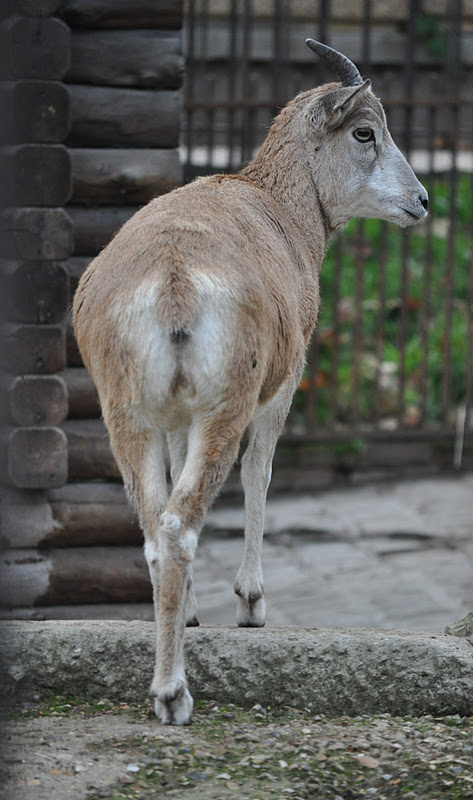 ZOOTOGRAFIANDO (MI COLECCIÓN DE FOTOS DE ANIMALES): URIAL / URIAL (Ovis ...