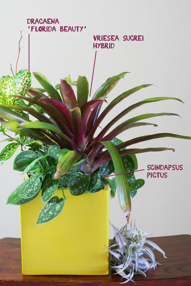 The Rainforest Garden: Design a Bold and Colorful Container Garden