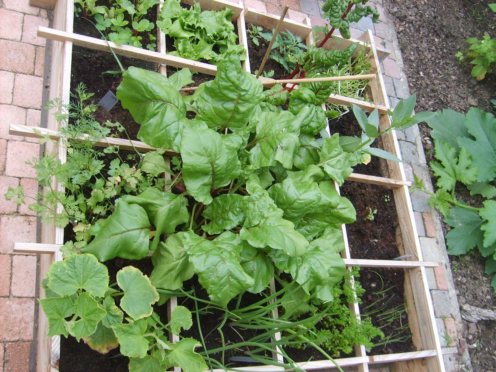 niet dromen, maar doen: Trots op mijn kleine moestuin!