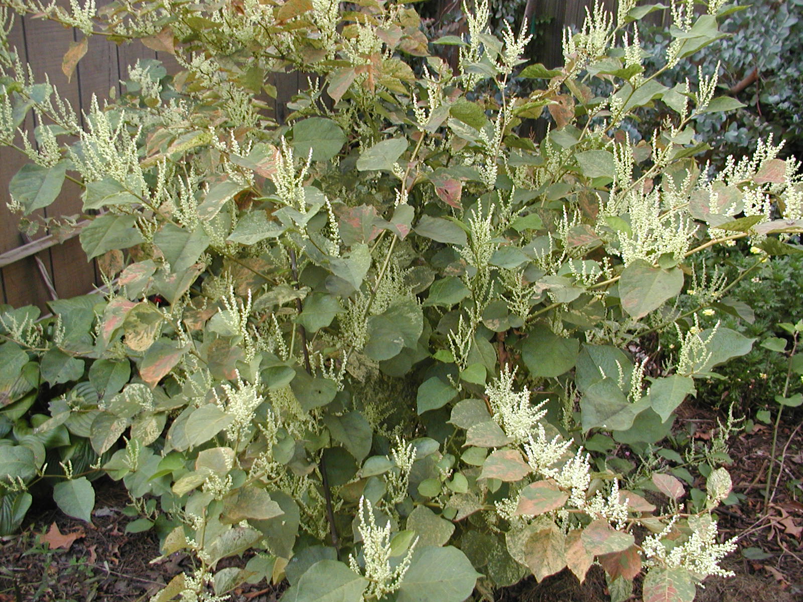 Gene's Garden: Harvest Moon