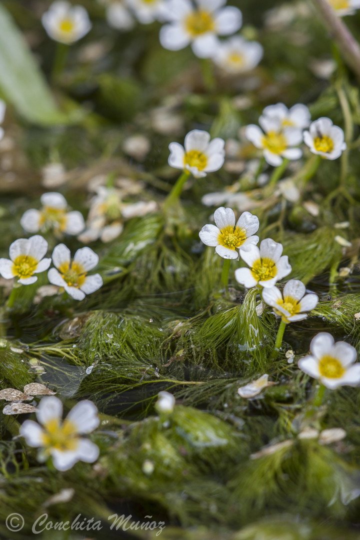 FLORA SILVESTRE: Ranunculus trichophyllus
