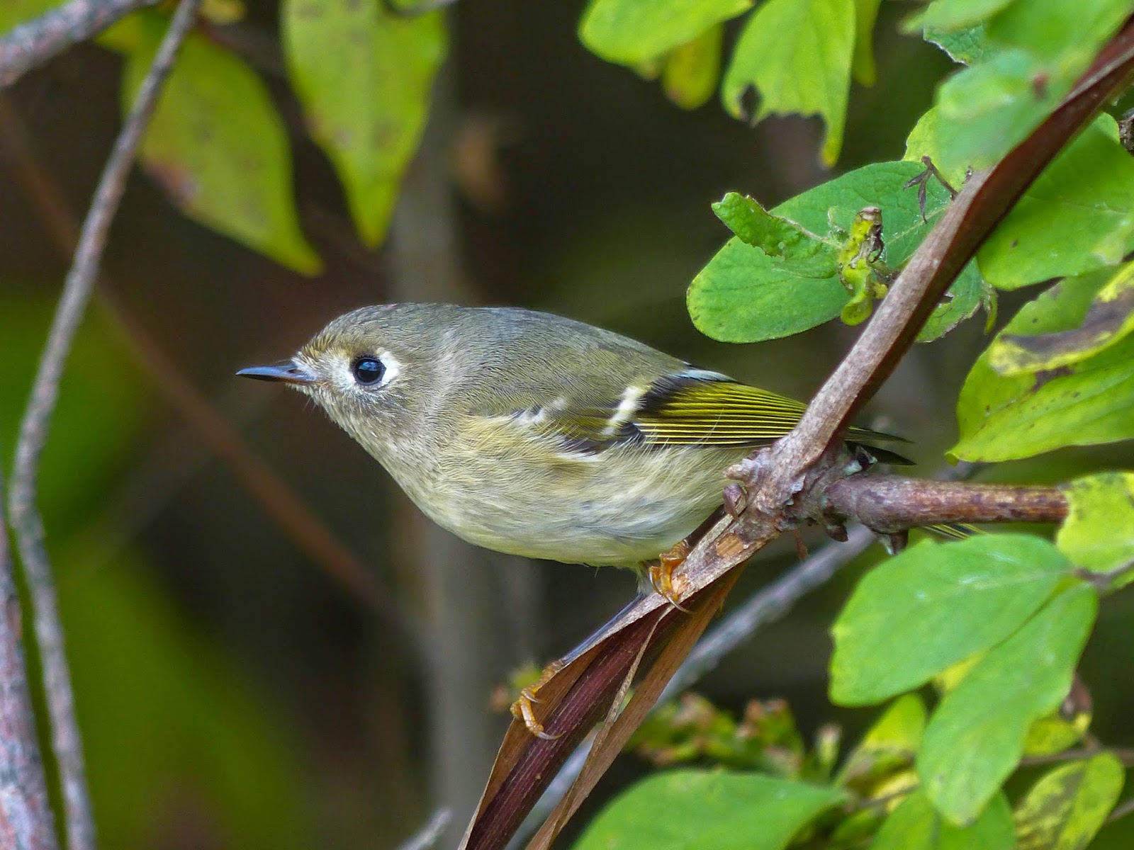 Gale's Photo and Birding Blog: Ruby-crowned Kinglet