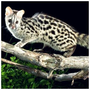 La Gineta "(Genetta genetta)" - National Carpfishing