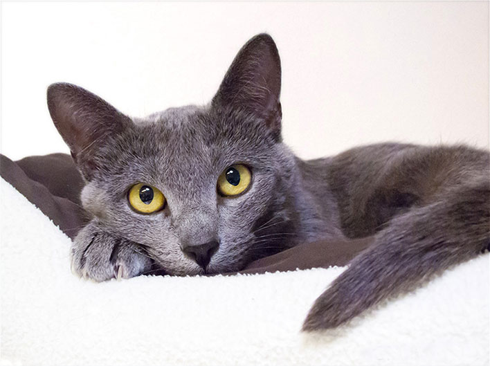 SOS Animal com amor: Gato Azul da Rússia com uma elegância imperial