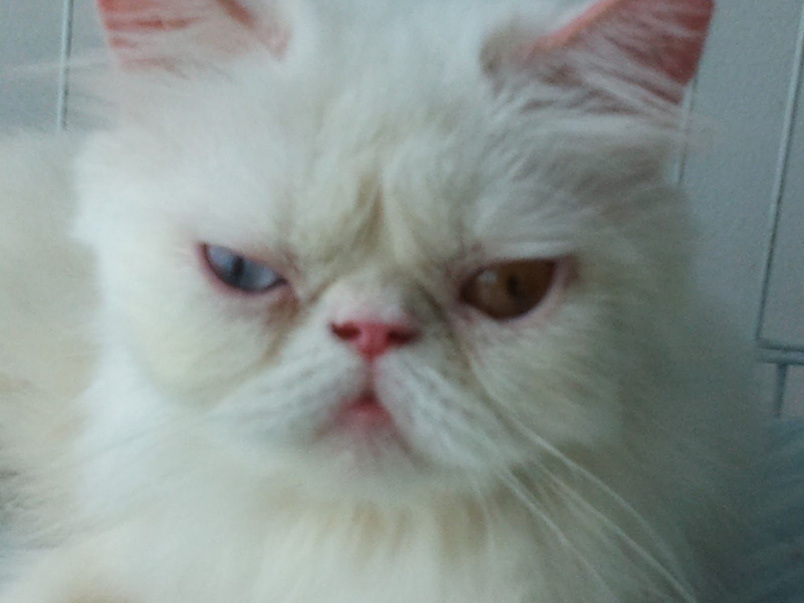 57+ Gambar Kucing Cute, Koleksi Baru!